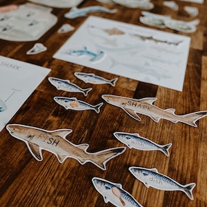 Shark Activity Unit, Shark Study Unit, 3 Part Flashcards, Homeschool ...