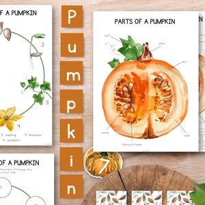 Pumpkin Unit Study, Pumpkin Life Cycle, Fall Montessori Unit, Nature ...
