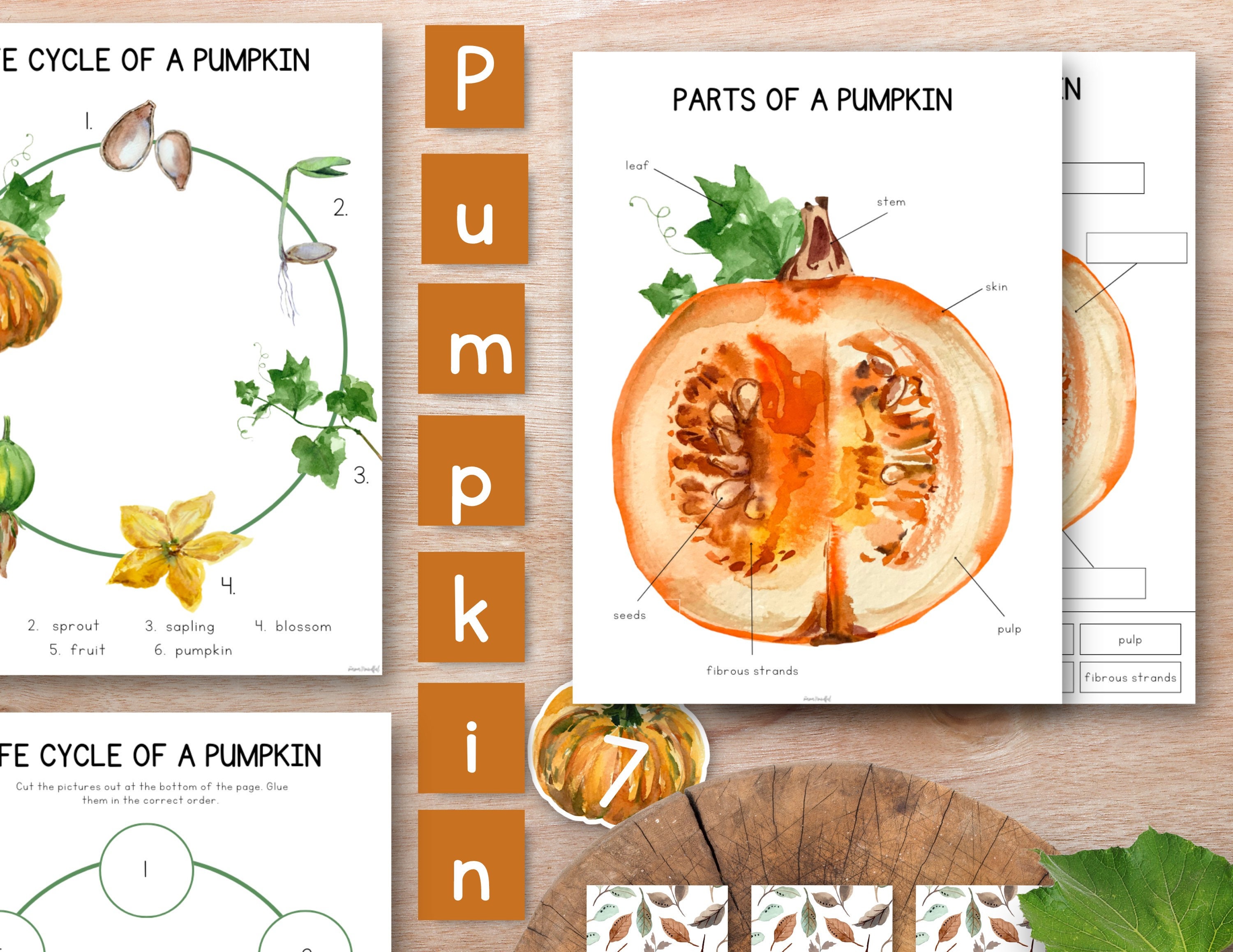 Pumpkin Unit Study, Pumpkin Life Cycle, Fall Montessori Unit, Nature ...
