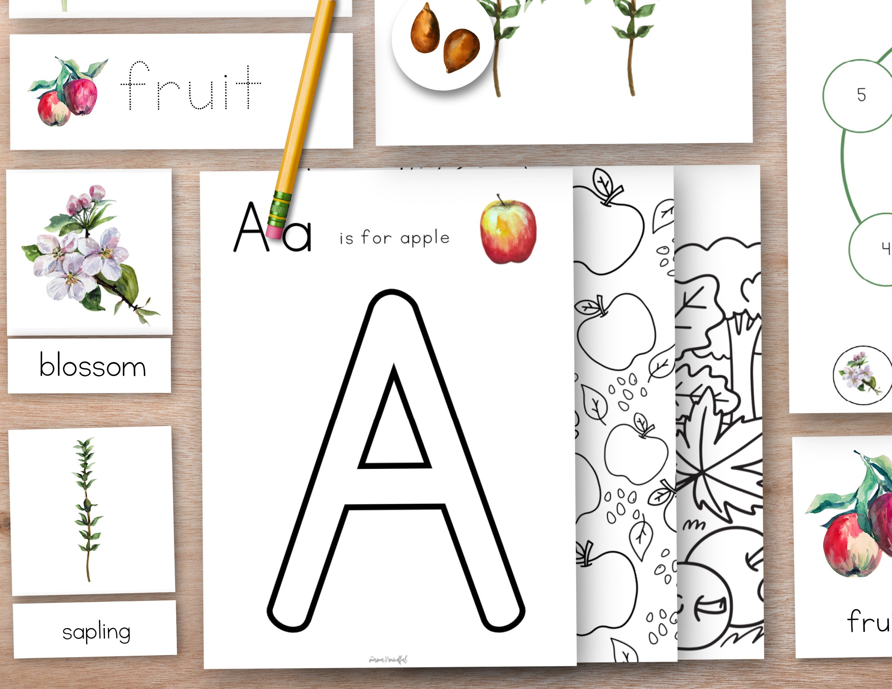 Apple Unit Study Bundle, Apple Study, Fall Montessori Unit, Nature ...