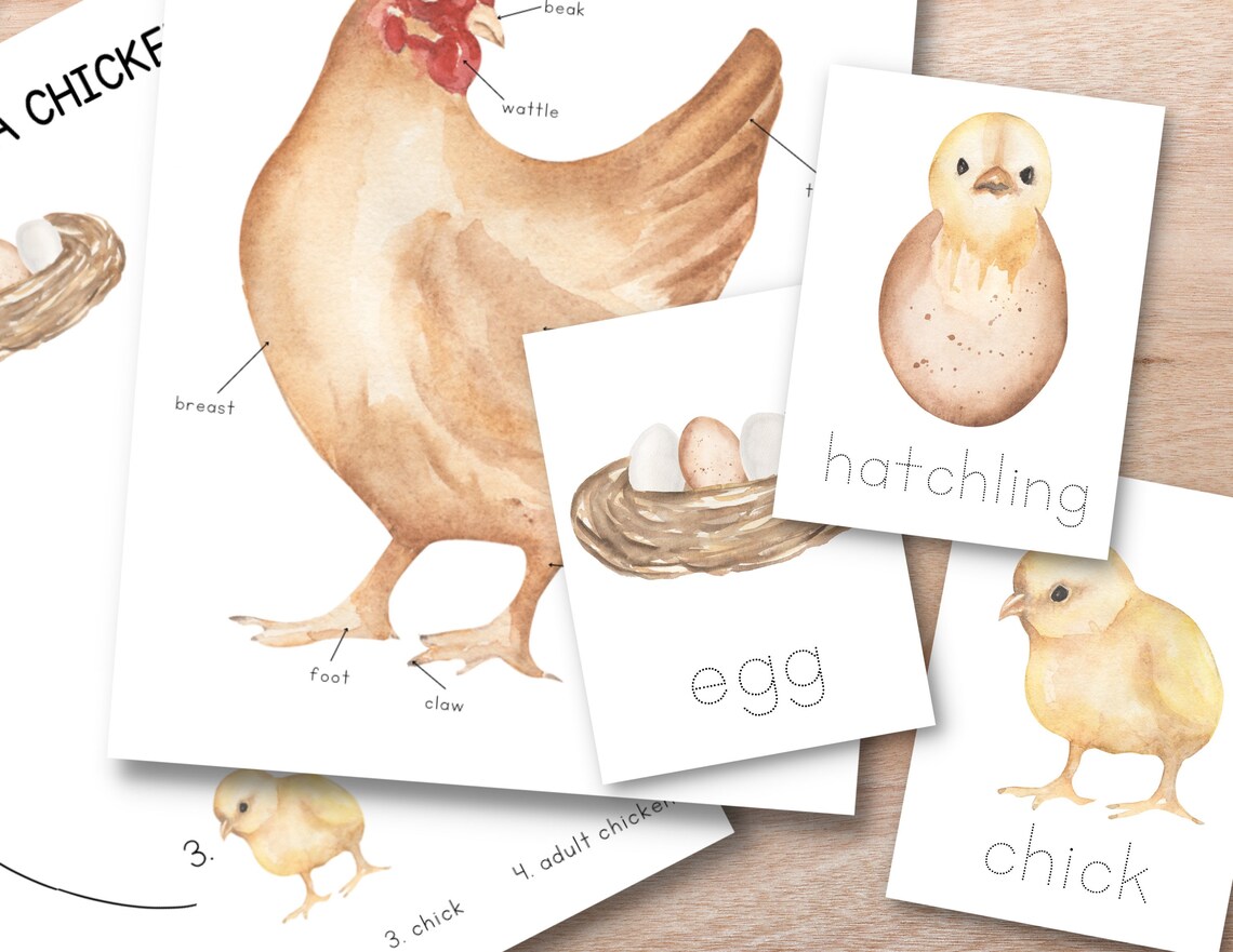 Chicken Unit Study Bundle Chicken Life Cycle Nature Study - Etsy