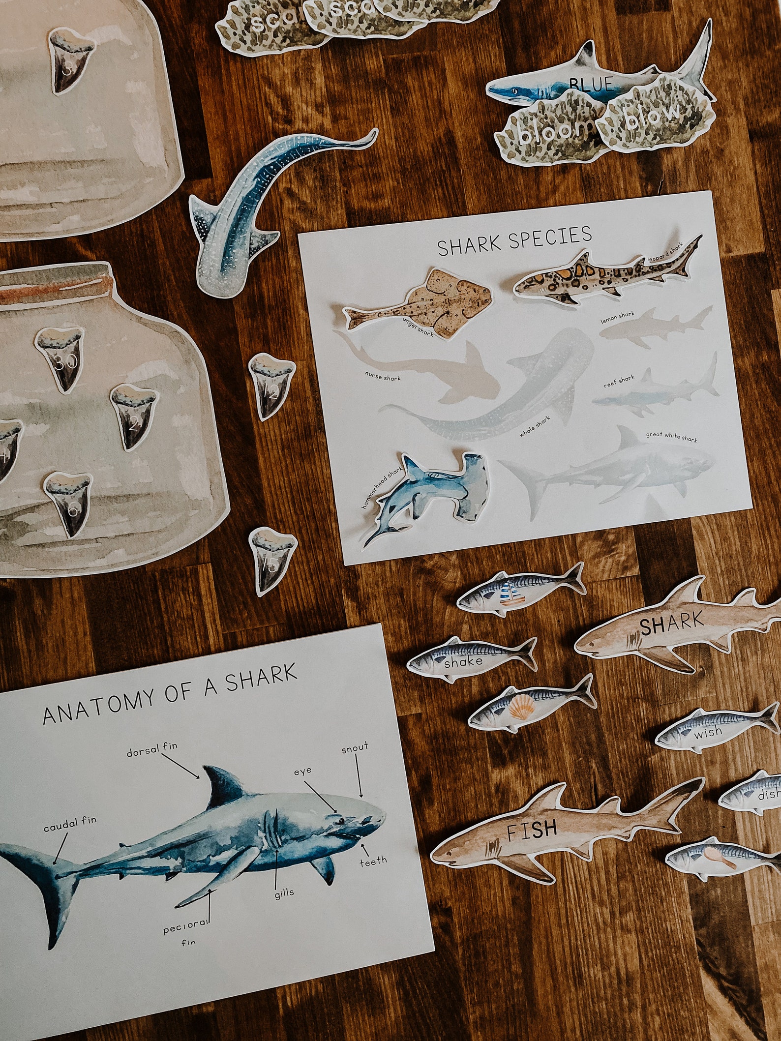 Shark Activity Unit, Shark Study Unit, 3 Part Flashcards, Homeschool ...