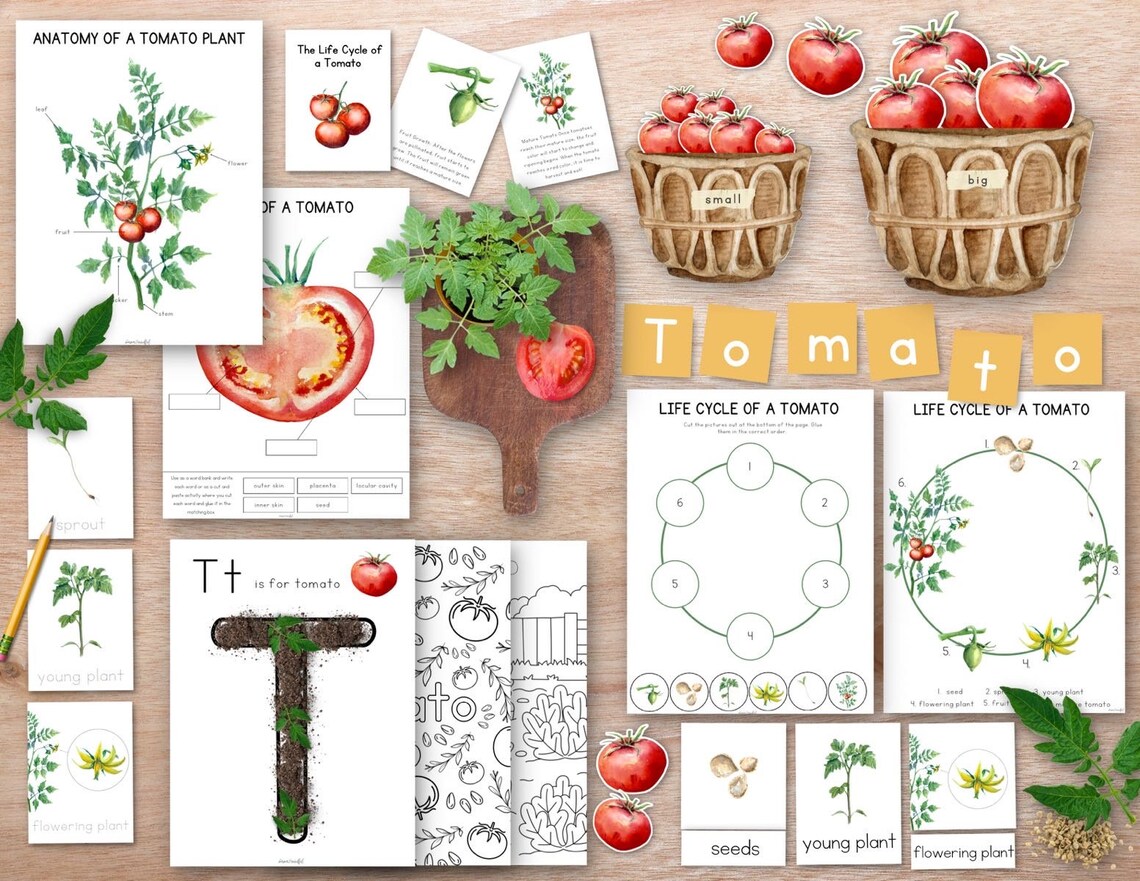 Tomato Study Unit, Plant Life Cycle, Nature Study, Summer Montessori ...