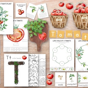 Tomato Study Unit, Plant Life Cycle, Nature Study, Summer Montessori ...