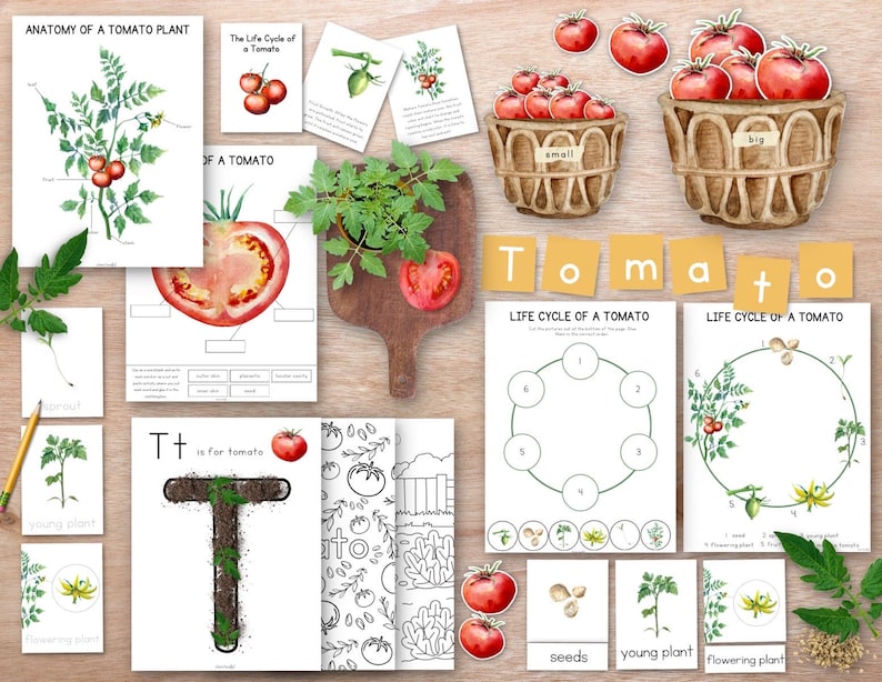 Tomato Study Unit Plant Life Cycle Nature Study Summer - Etsy