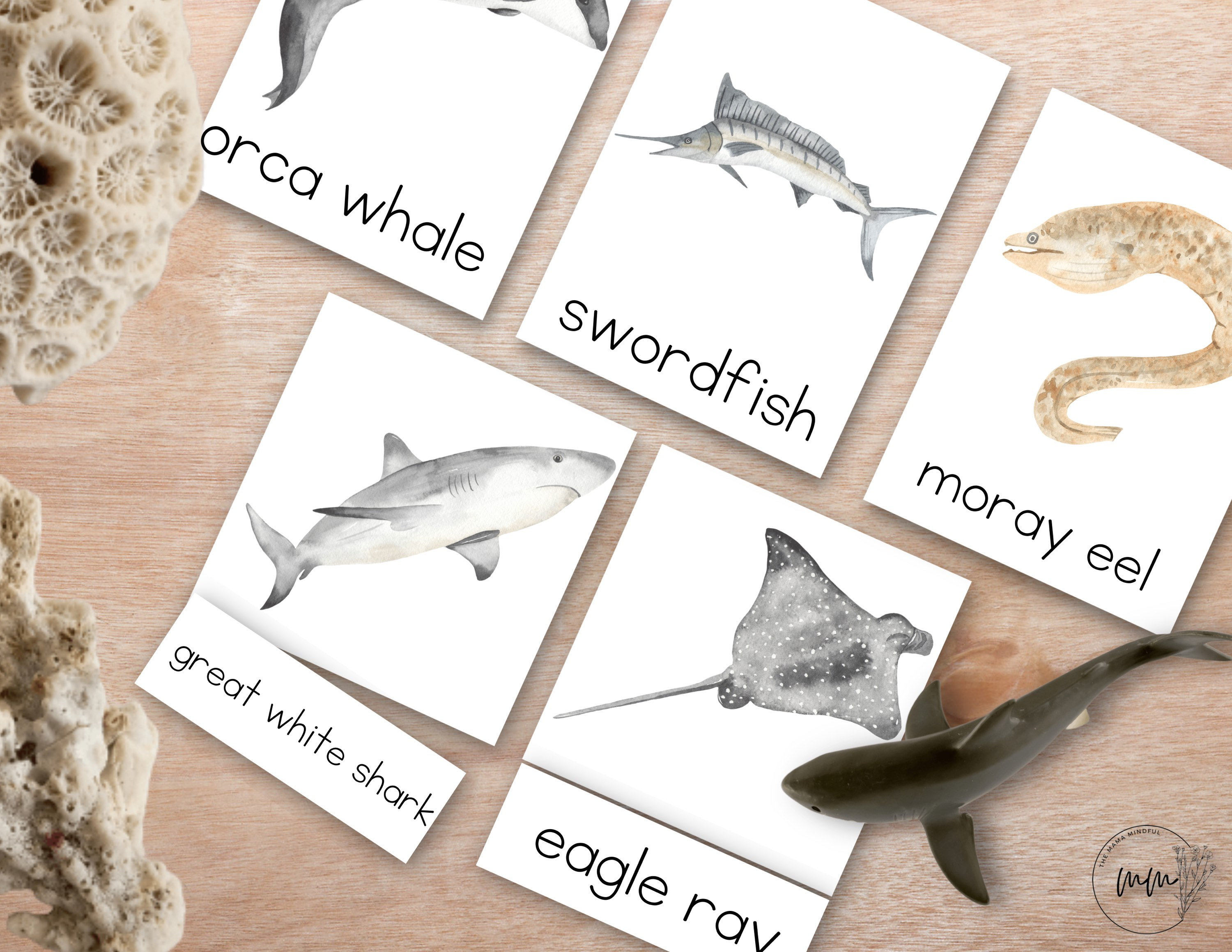Ocean Animals Nomenclature 3 Part Montessori Cards, Summer Flashcards ...