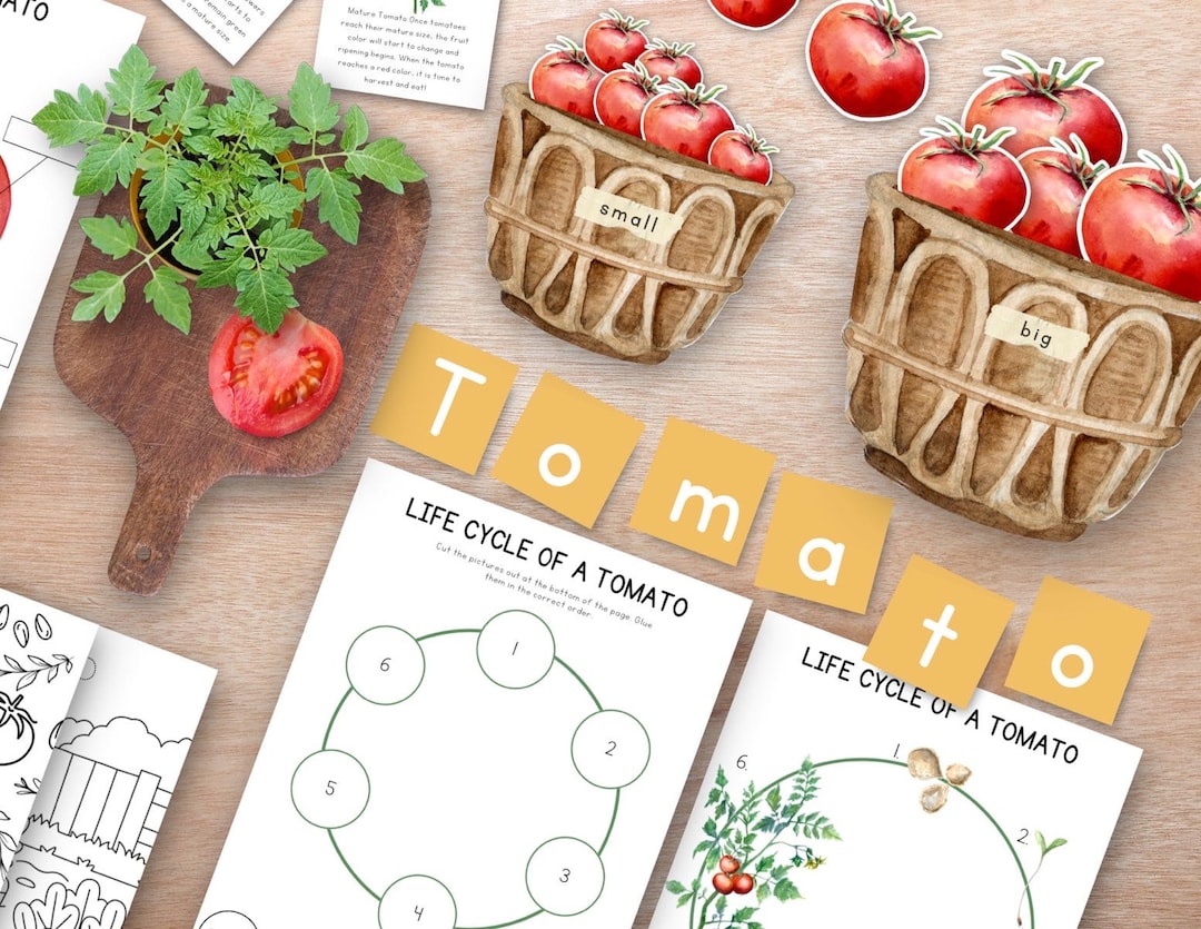 Tomato Study Unit, Plant Life Cycle, Nature Study, Summer Montessori ...