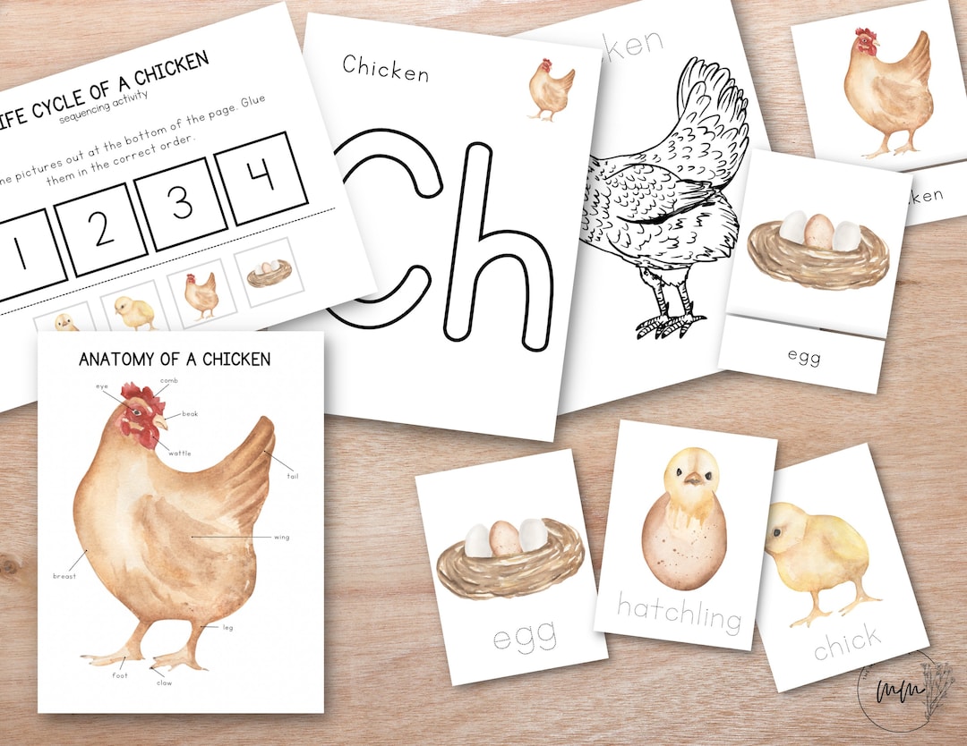 Chicken Unit Study Bundle, Chicken Life Cycle, Nature Study, Homeschool ...
