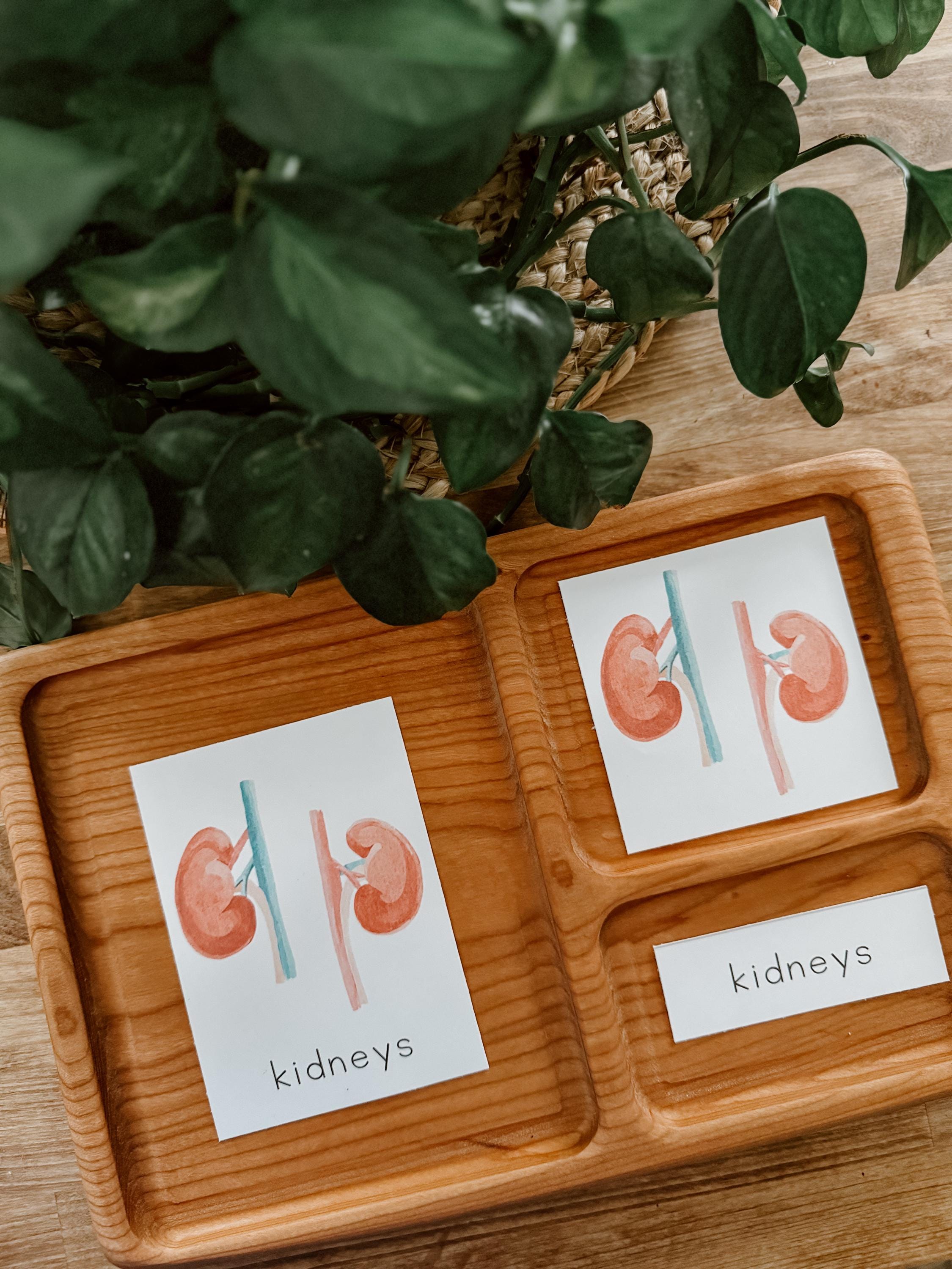 Human Organ 3 Part Flashcards , 3 Part Montessori Nomenclature Cards ...
