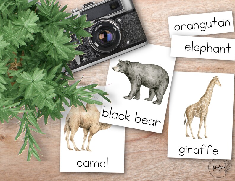 Zoo Animal 3 Part Montessori Nomenclature Cards for Kids Zoo | Etsy