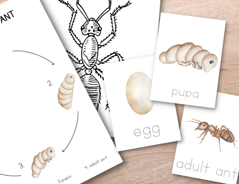 Ant Unit Study Bundle Nature Study Homeschool Learning - Etsy
