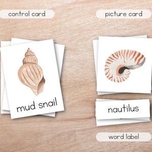 Seashell Shapes Montessori 3 Part Cards, Seashell Flashcards ...