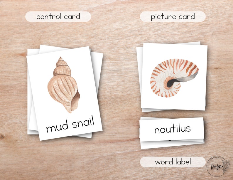Seashell Shapes Montessori 3 Part Cards Seashell Flashcards - Etsy
