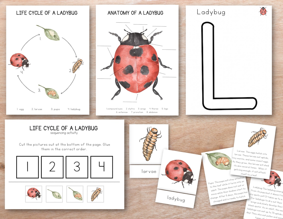 Ladybug Unit Study Bundle Nature Study Homeschool Learning - Etsy