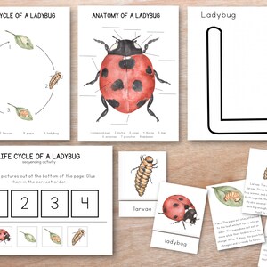 Ladybug Unit Study Bundle, Nature Study, Homeschool Learning Resource ...