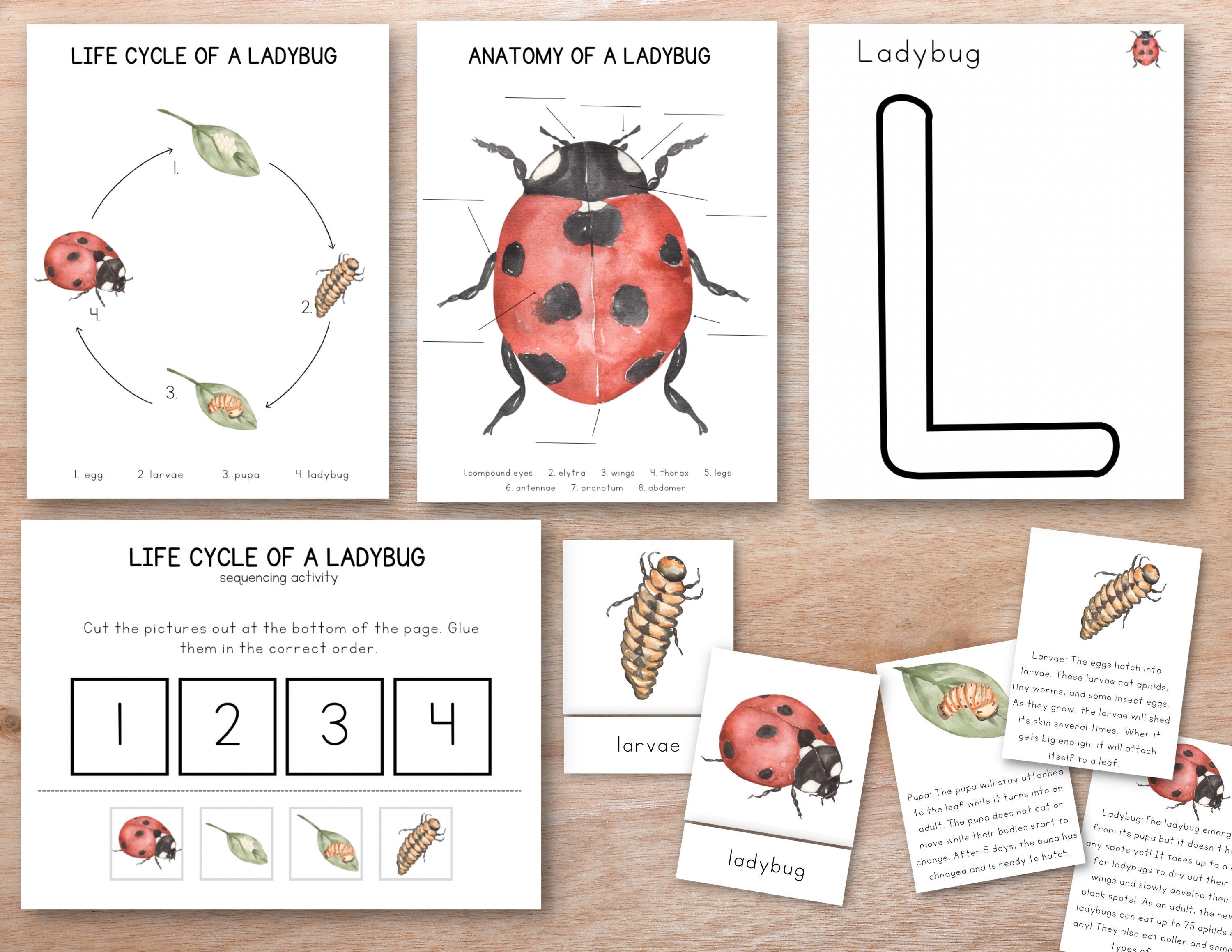 Ladybug Unit Study Bundle, Nature Study, Homeschool Learning Resource ...