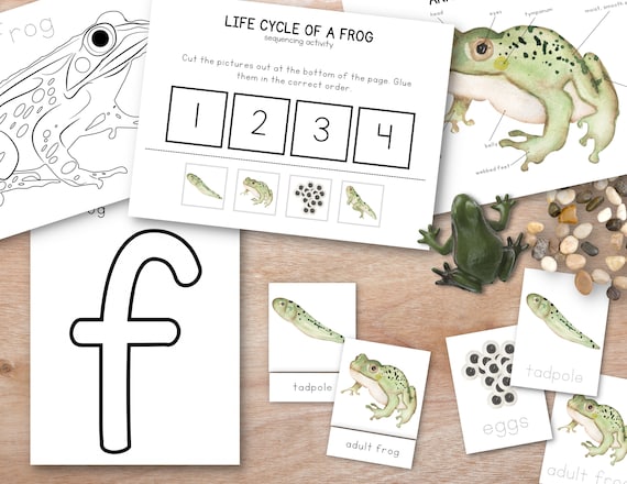 Frog Unit Study Bundle Nature Study Homeschool Learning | Etsy