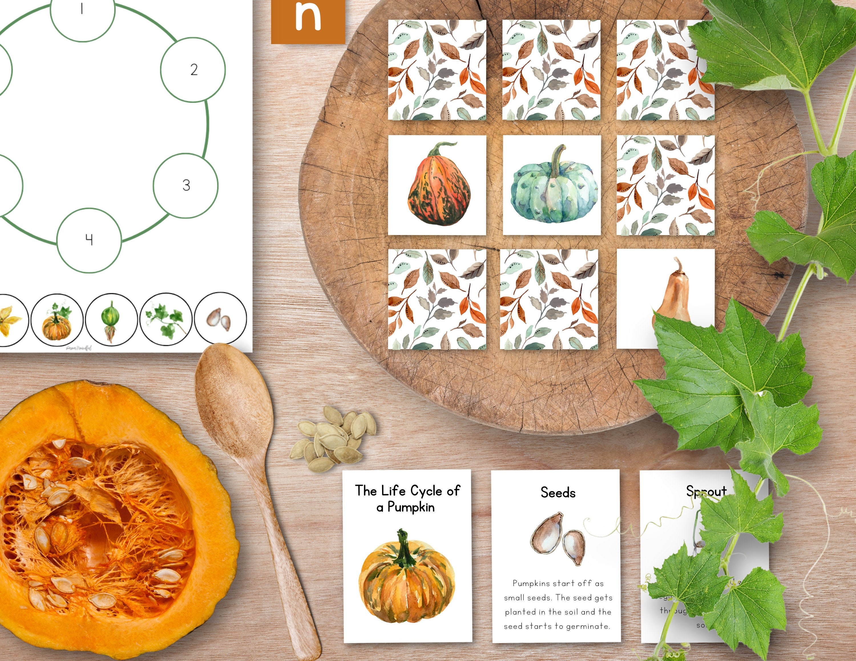 Pumpkin Unit Study, Pumpkin Life Cycle, Fall Montessori Unit, Nature ...