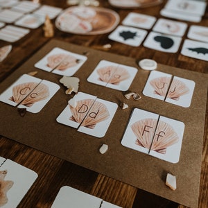 Seashell Unit Study, Ocean Study Unit, Seashell 3 Part Flashcards ...