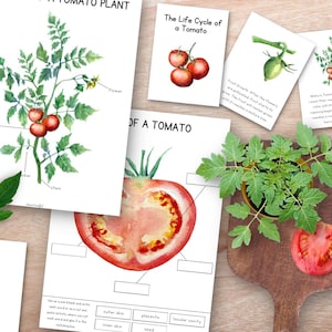 Tomato Study Unit, Plant Life Cycle, Nature Study, Summer Montessori ...