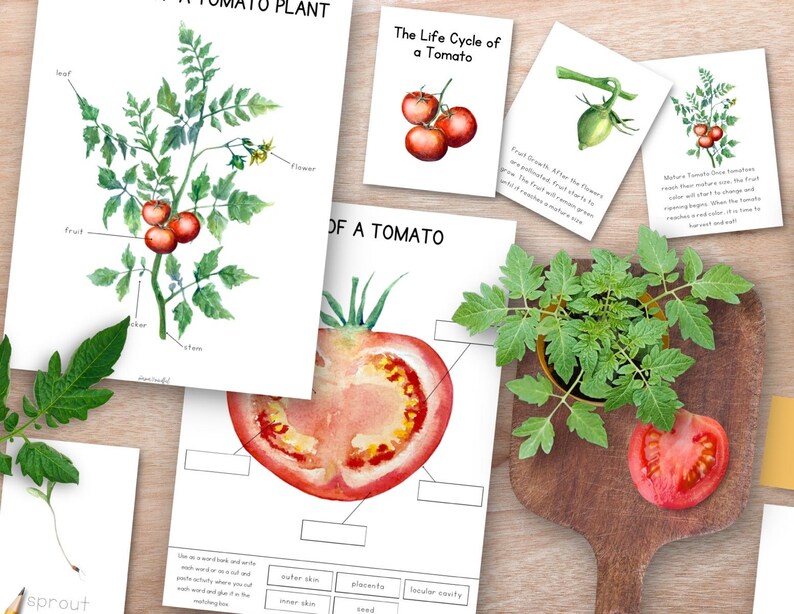 Tomato Study Unit, Plant Life Cycle, Nature Study, Summer Montessori ...