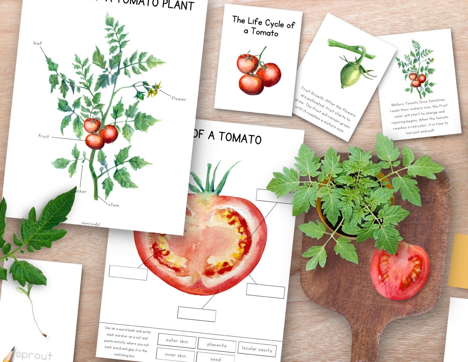 Tomato Study Unit Plant Life Cycle Nature Study Summer - Etsy
