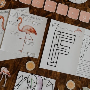 Flamingo Activity Unit, Tropical Bird Unit, 3 Part Flashcards ...