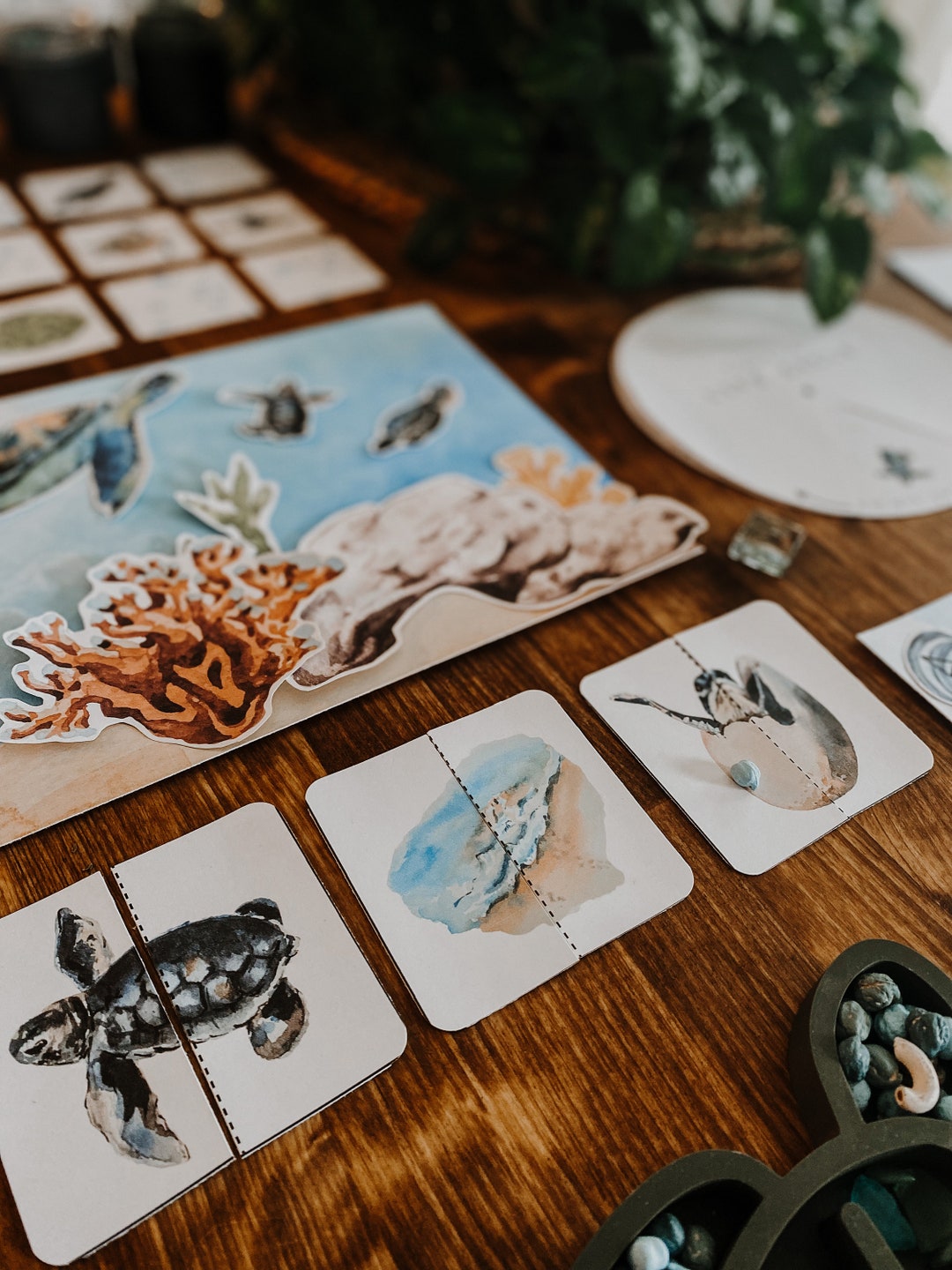 Turtle Activity Unit, Ocean Study Unit, 3 Part Flashcards, Homeschool ...