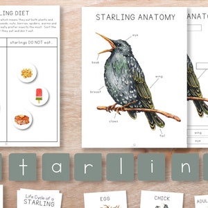 Bird Unit Study Bundle, Bird Study, Fall Montessori Unit, Nature ...