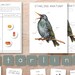 Bird Unit Study Bundle, Bird Study, Fall Montessori Unit, Nature ...