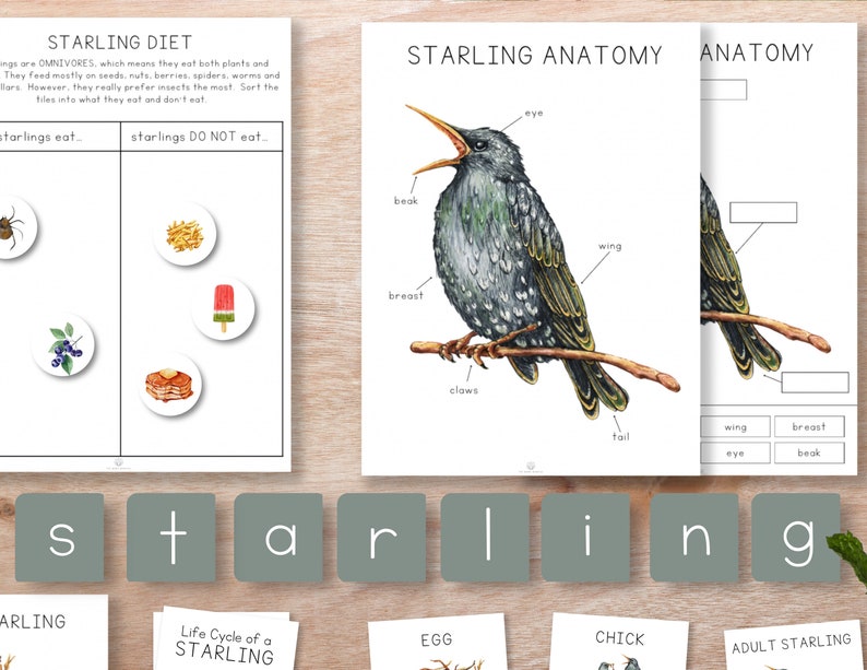 Bird Unit Study Bundle, Bird Study, Fall Montessori Unit, Nature ...