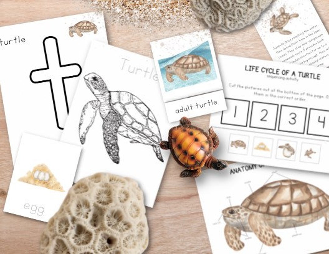 Turtle Unit Study Bundle, Ocean Animal Study, Turtle Life Cycle, Spring ...