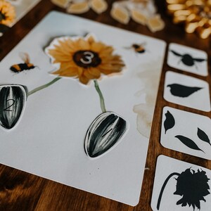 Sunflower Activity Unit, Sunflower Montessori Unit, Nature Flashcards ...