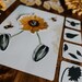 Sunflower Activity Unit, Sunflower Montessori Unit, Nature Flashcards ...