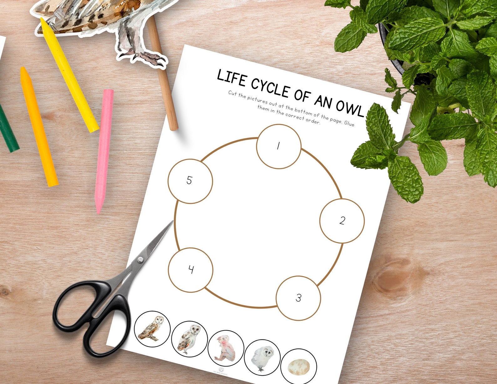 Owl Mini Unit Study Bundle Owl Study Fall Montessori Unit - Etsy