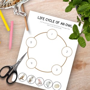 Owl Mini Unit Study Bundle, Owl Study, Fall Montessori Unit, Nature ...