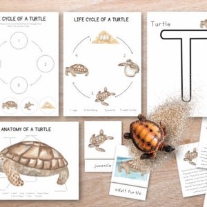 Turtle Unit Study Bundle, Ocean Animal Study, Turtle Life Cycle, Spring ...