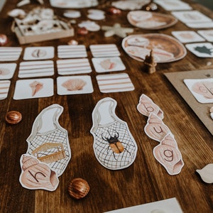 Seashell Unit Study, Ocean Study Unit, Seashell 3 Part Flashcards ...