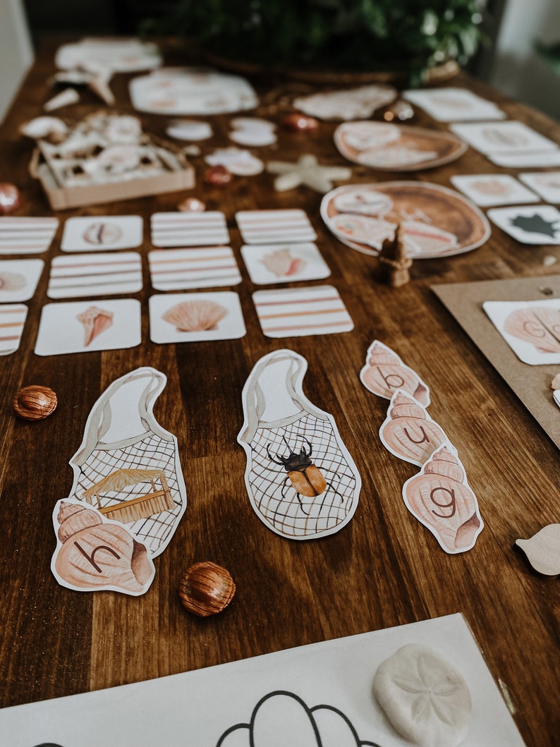 Seashell Unit Study, Ocean Study Unit, Seashell 3 Part Flashcards ...