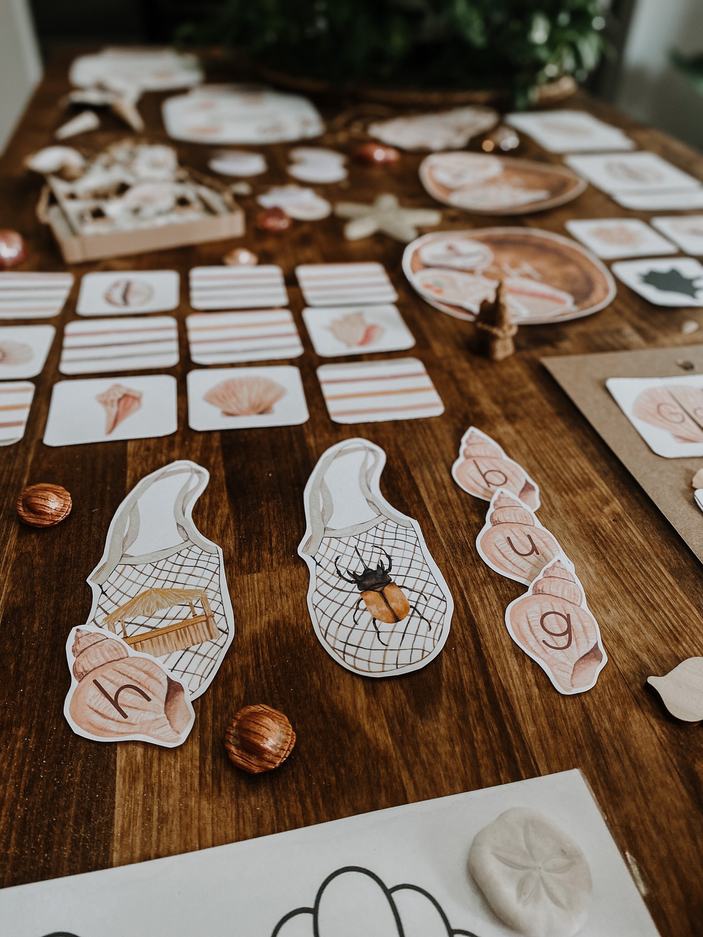 Seashell Unit Study, Ocean Study Unit, Seashell 3 Part Flashcards ...