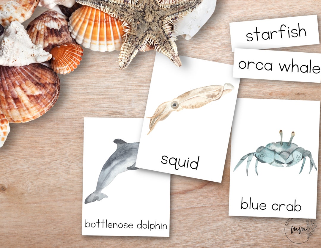 Ocean Animals Nomenclature 3 Part Montessori Cards, Summer Flashcards ...