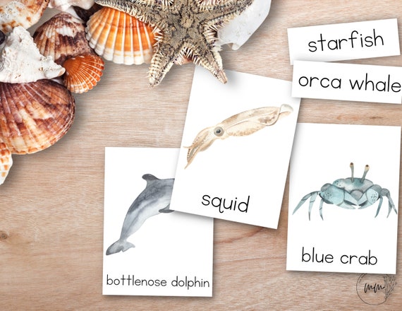 Ocean Animals Nomenclature 3 Part Montessori Cards Summer - Etsy