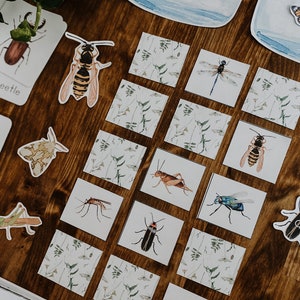 Bug Activity Unit, Insect Montessori Unit, Nature Flashcards ...