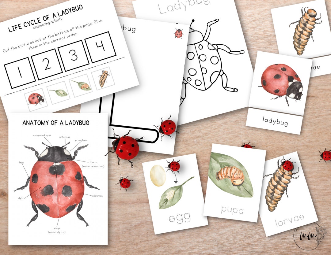 Ladybug Unit Study Bundle, Nature Study, Homeschool Learning Resource ...