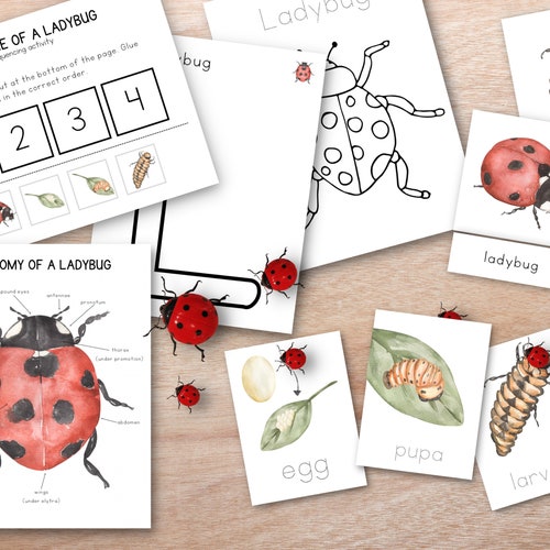 Ladybug Unit Study Bundle Nature Study Homeschool Learning - Etsy