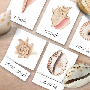 Seashell Shapes Montessori 3 Part Cards, Seashell Flashcards ...