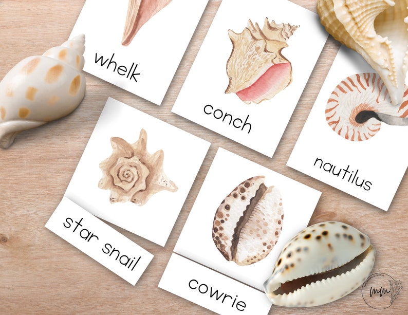 Seashell Shapes Montessori 3 Part Cards Seashell Flashcards - Etsy