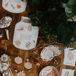 Seashell Unit Study, Ocean Study Unit, Seashell 3 Part Flashcards ...