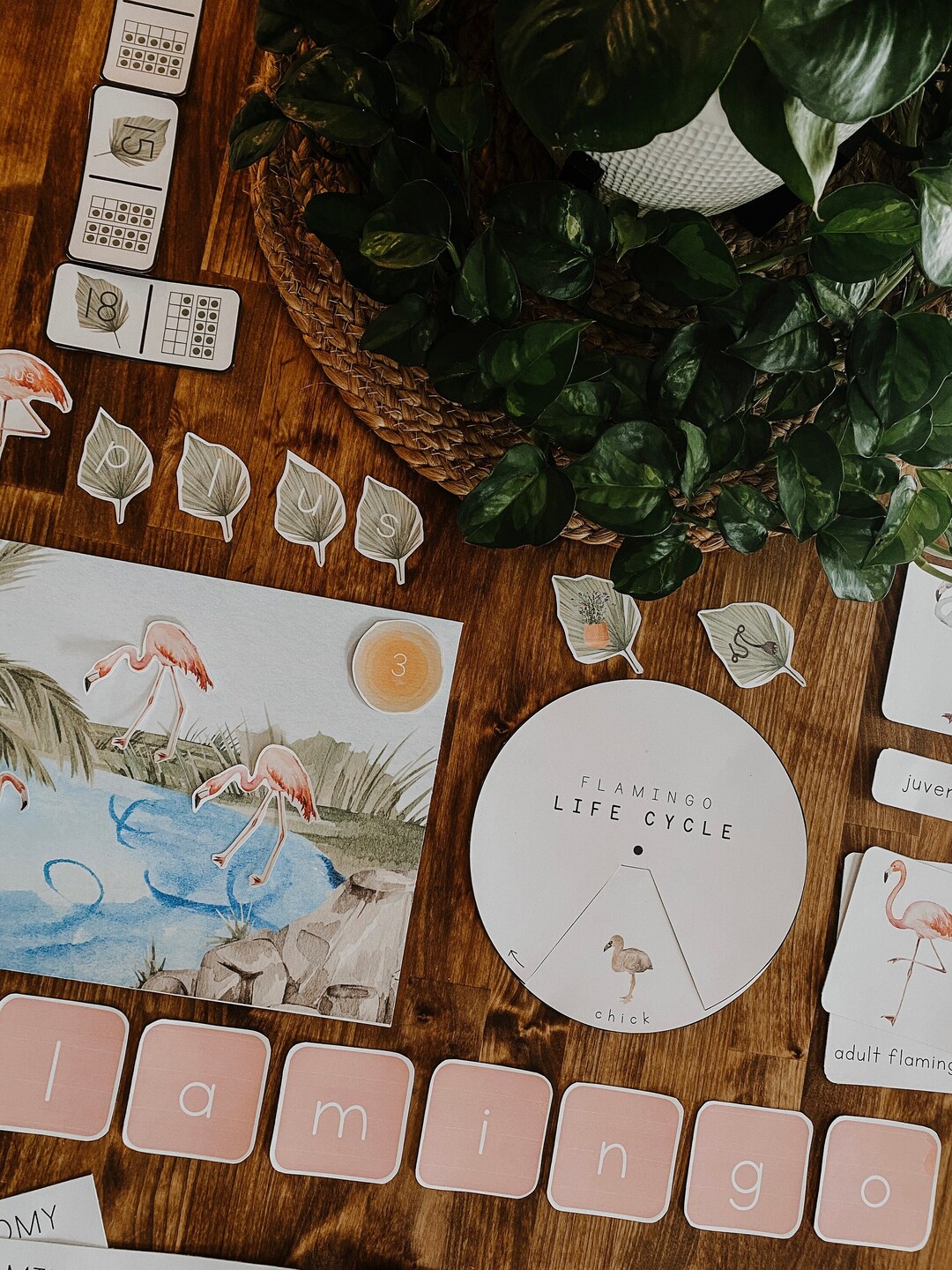 Flamingo Activity Unit, Tropical Bird Unit, 3 Part Flashcards ...