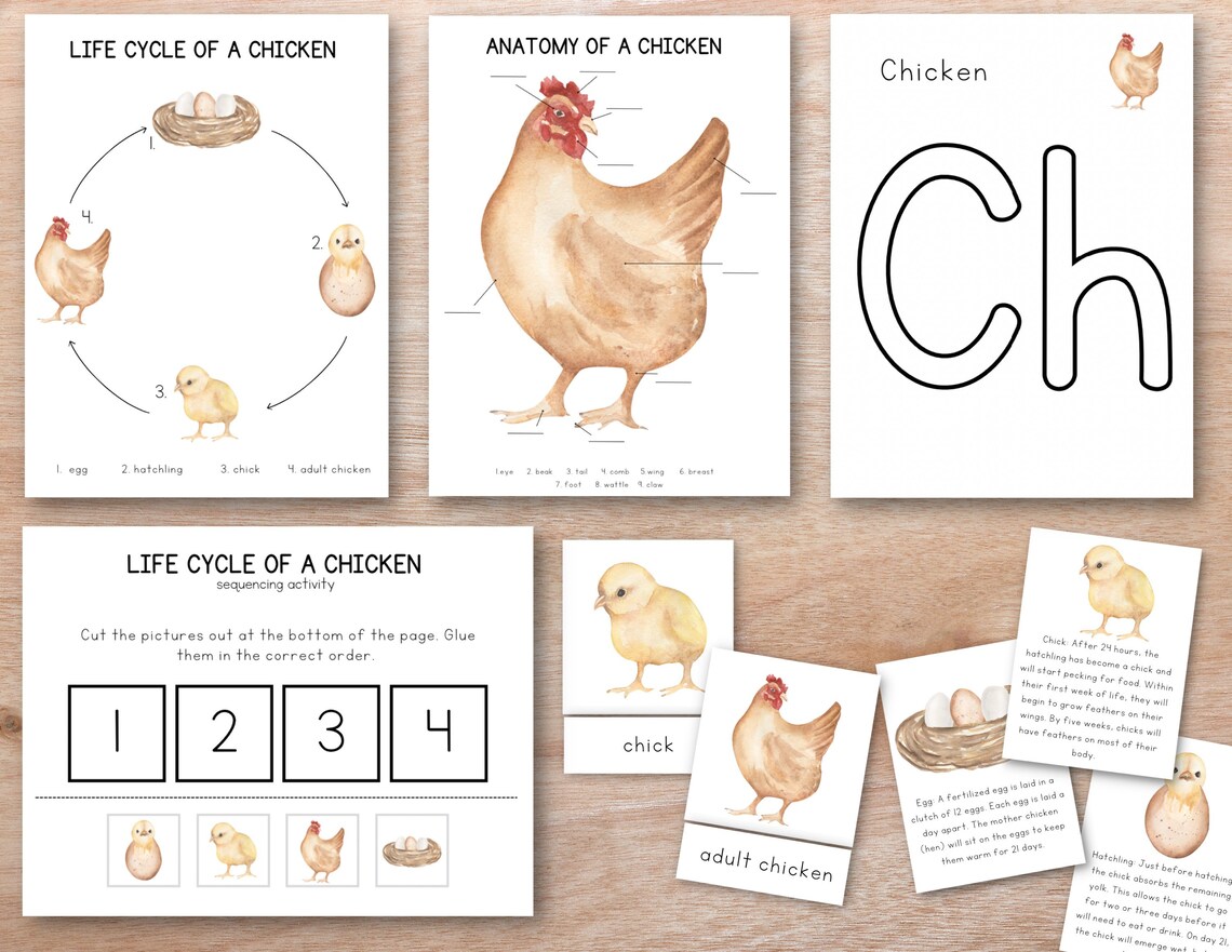 Chicken Unit Study Bundle Chicken Life Cycle Nature Study - Etsy